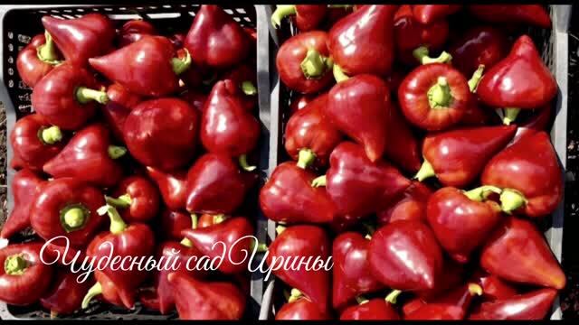Перец