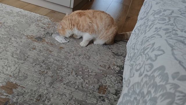 Мой кот Персик