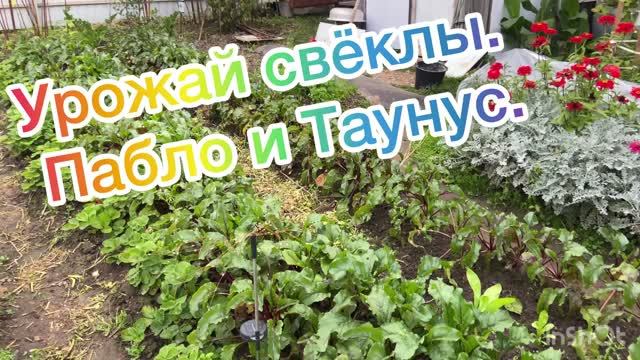 Огород