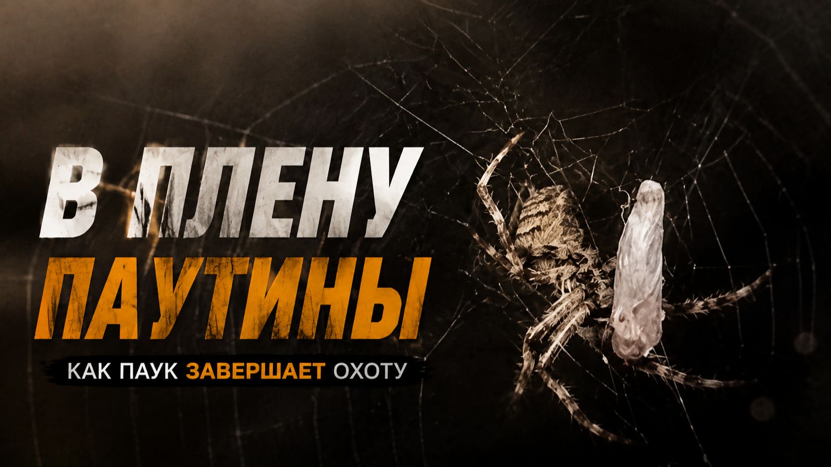 Животные