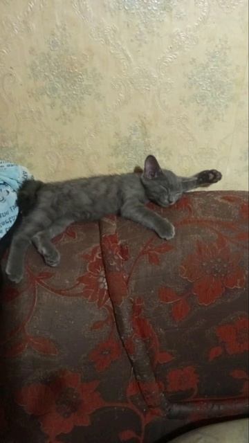 Кот Фантомас