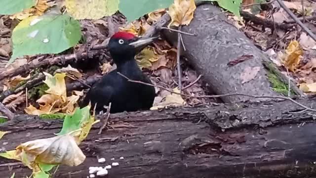 В Тольятти. Мои видео.