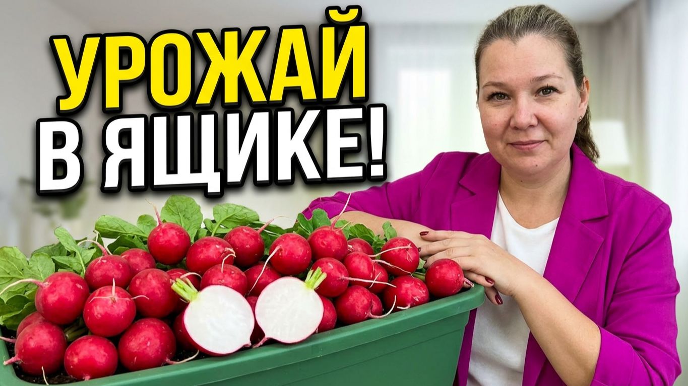 РЕДИС