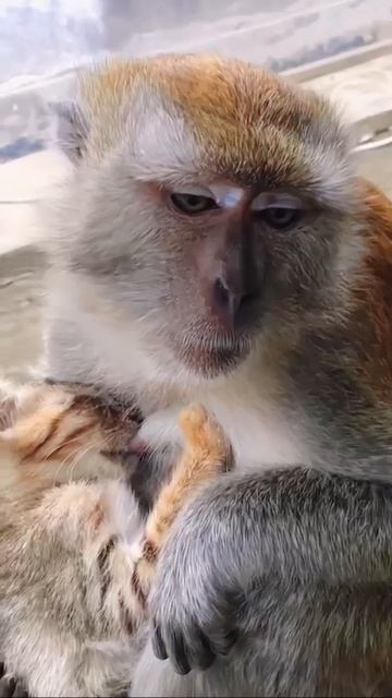 Короткометражка