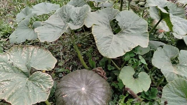 Сад,Огород