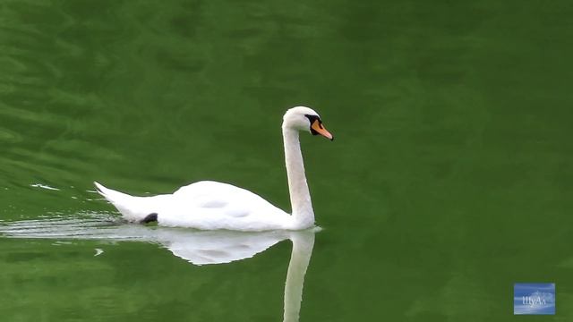 Птицы.