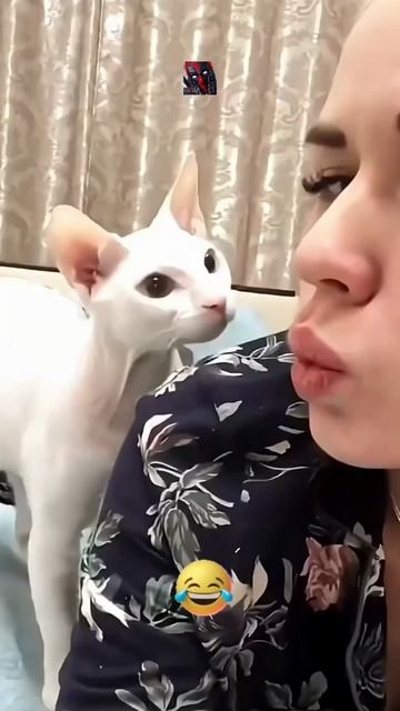 КоТиКи 😼🫶😎