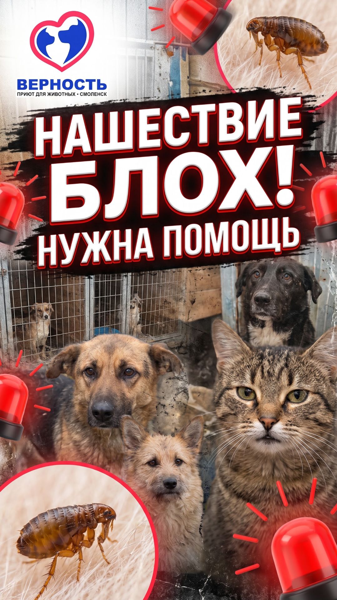 СПАСЕНИЕ ЖИВОТНЫХ