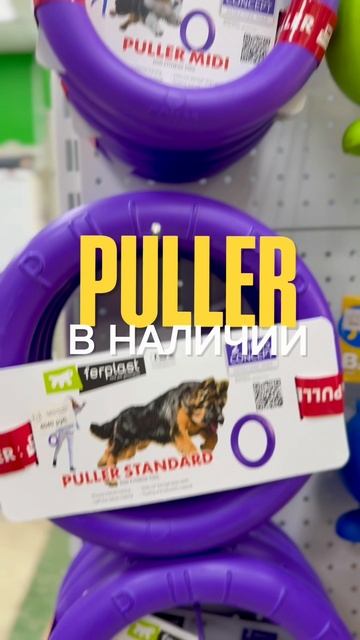 Будни «Мистер Гав» 🐶