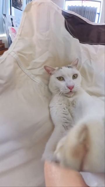 Кошачий Кринж: Постирония 🤪🔥