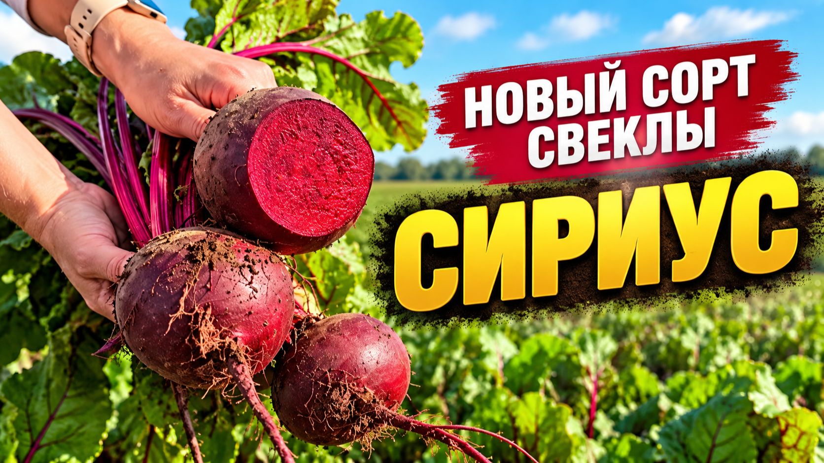 Свекла