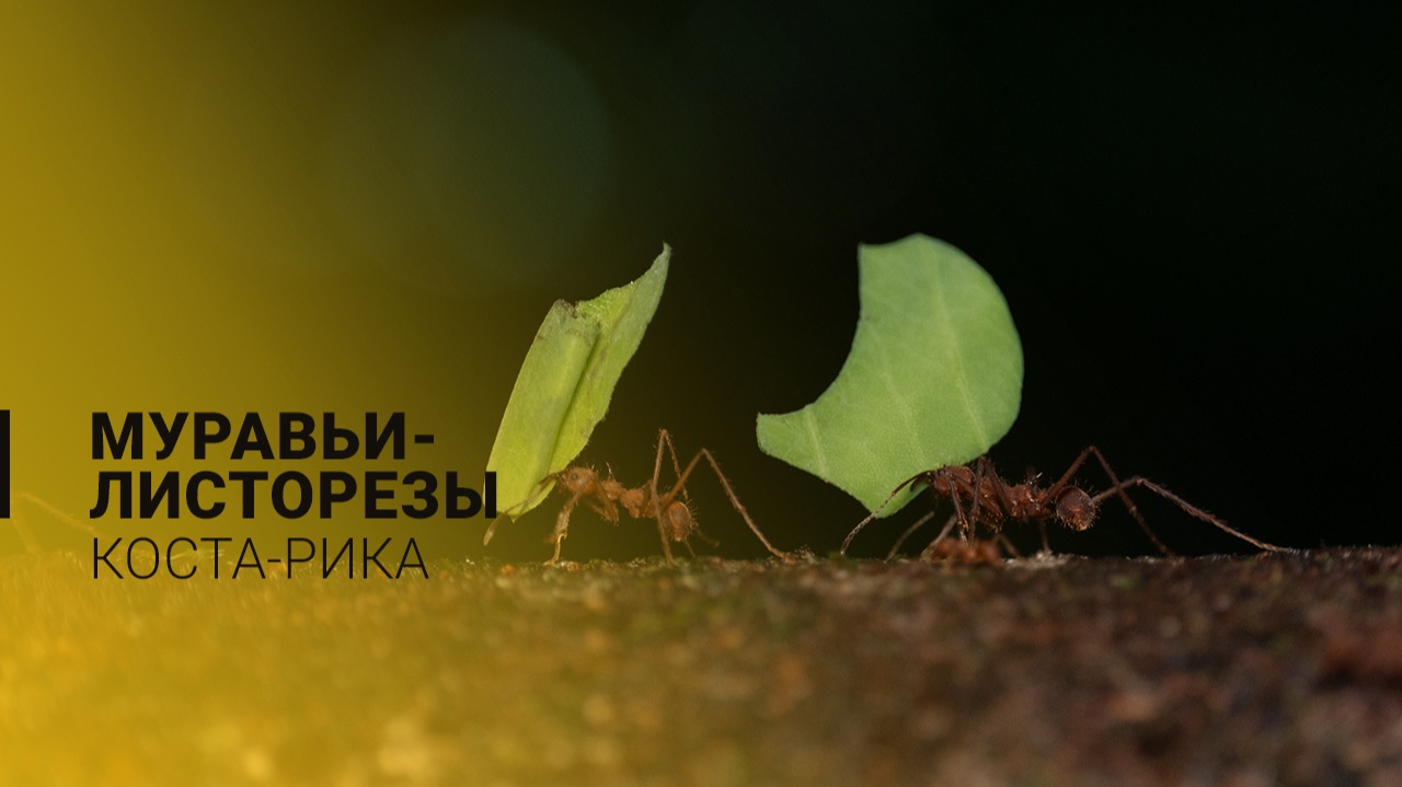 Животные со всего мира