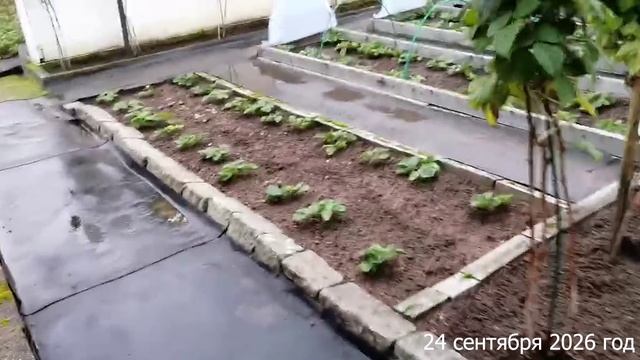 Дача Осень 2026 год. Сентябрь, Октябрь, Ноябрь.