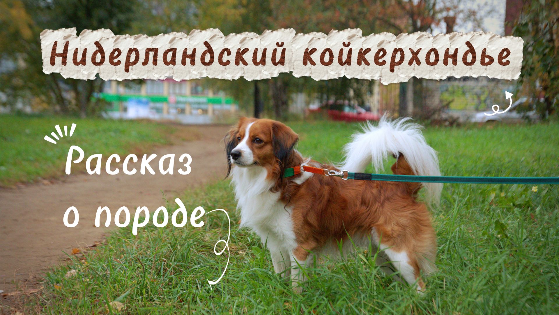 Все о собаках