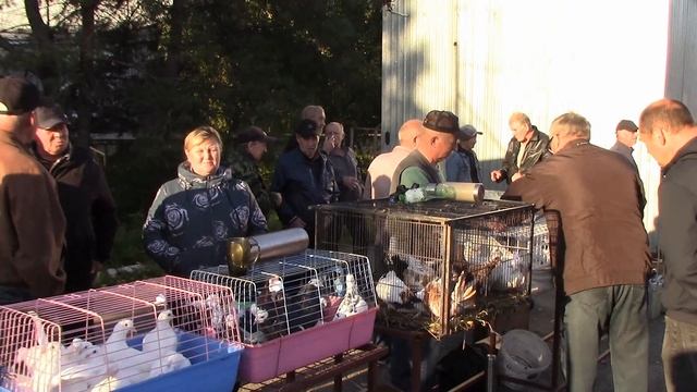 ВСЕ О ГОЛУБЯХ.
