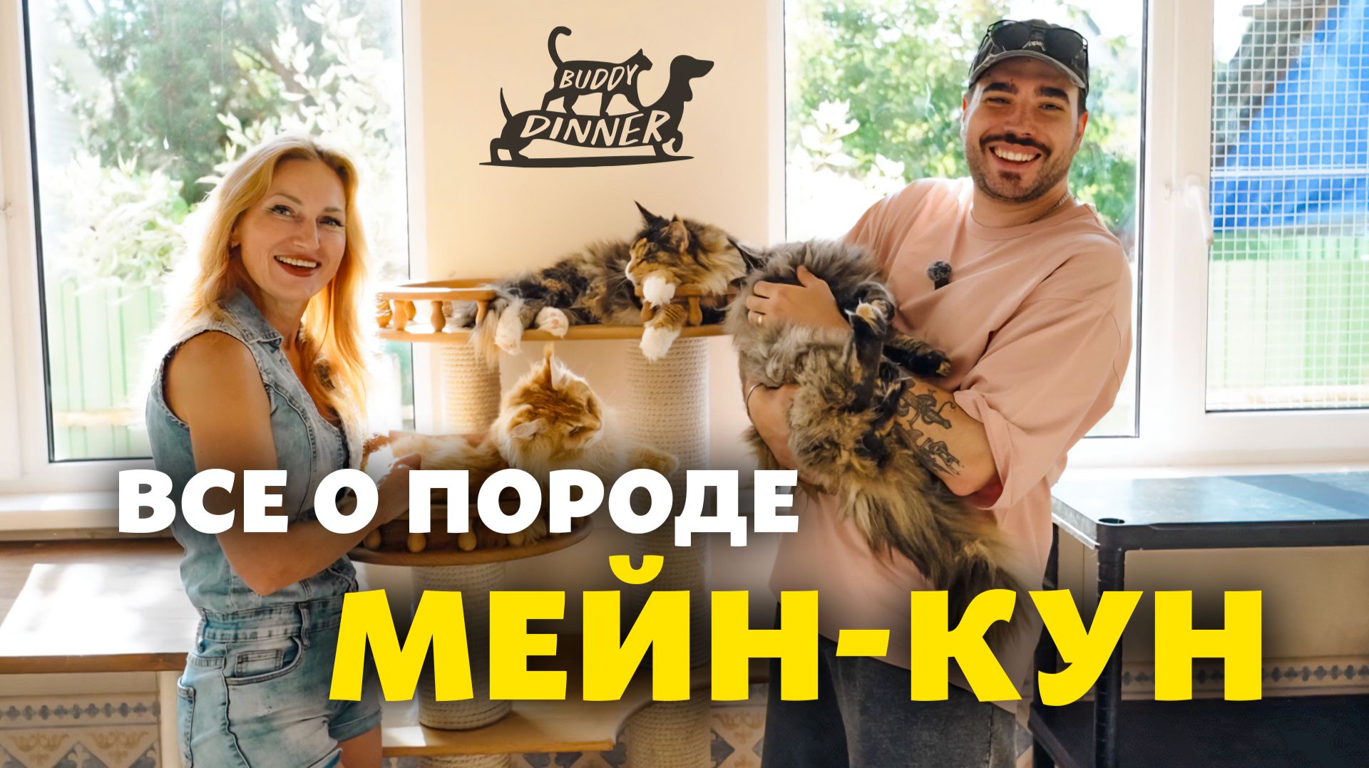 Обзоры пород кошек