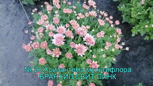 Хризантема Корейская