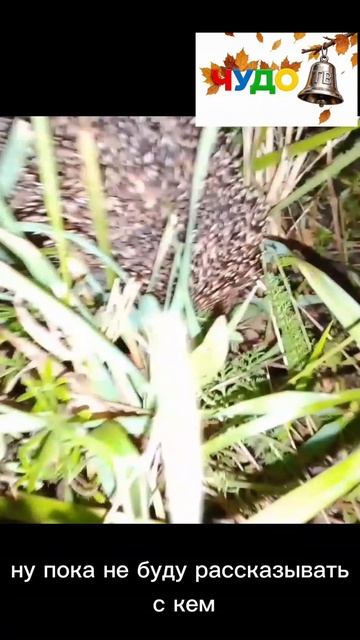 видео с субтитрами