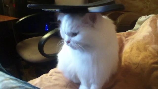Котики