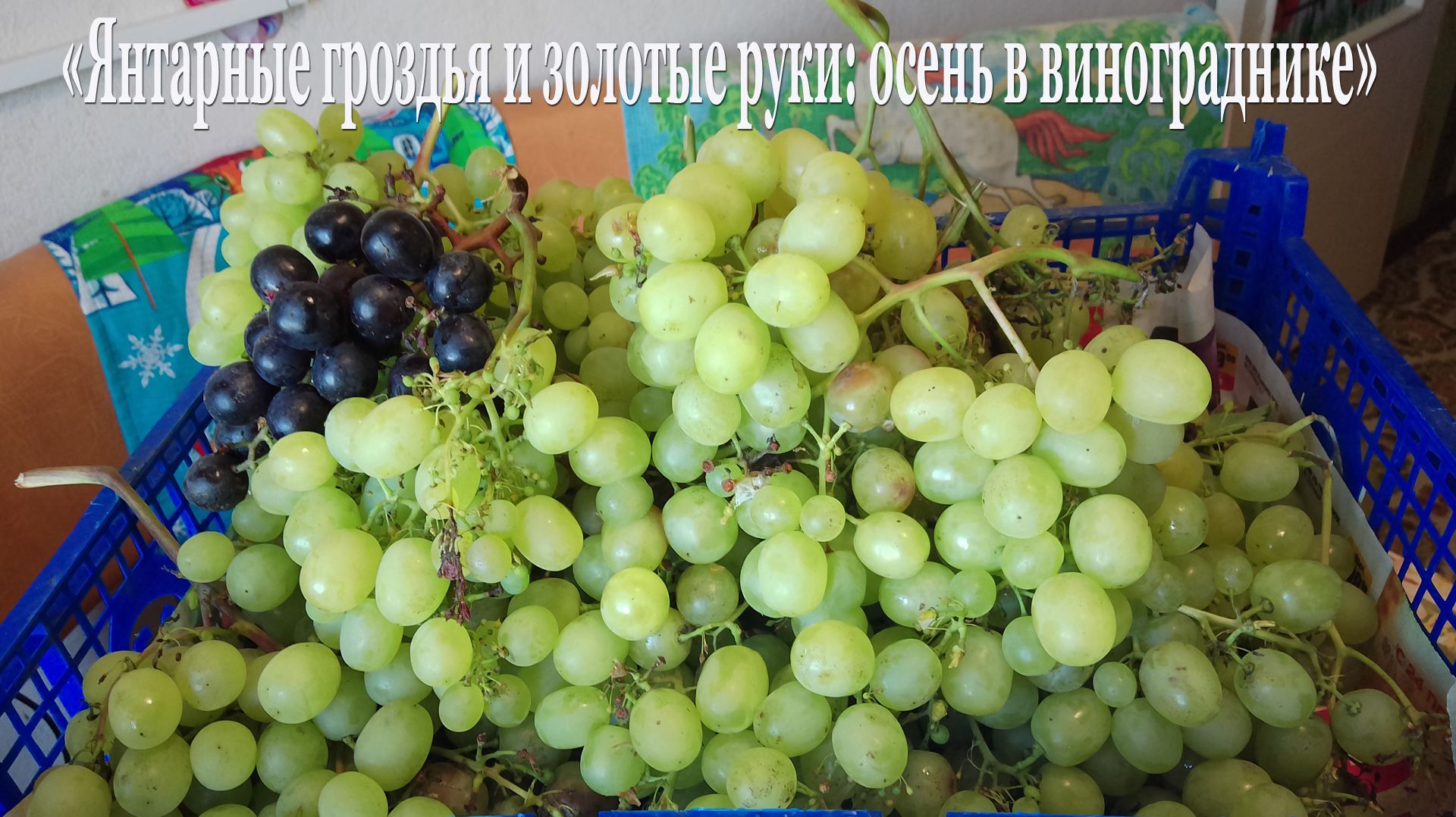 Сад, огород