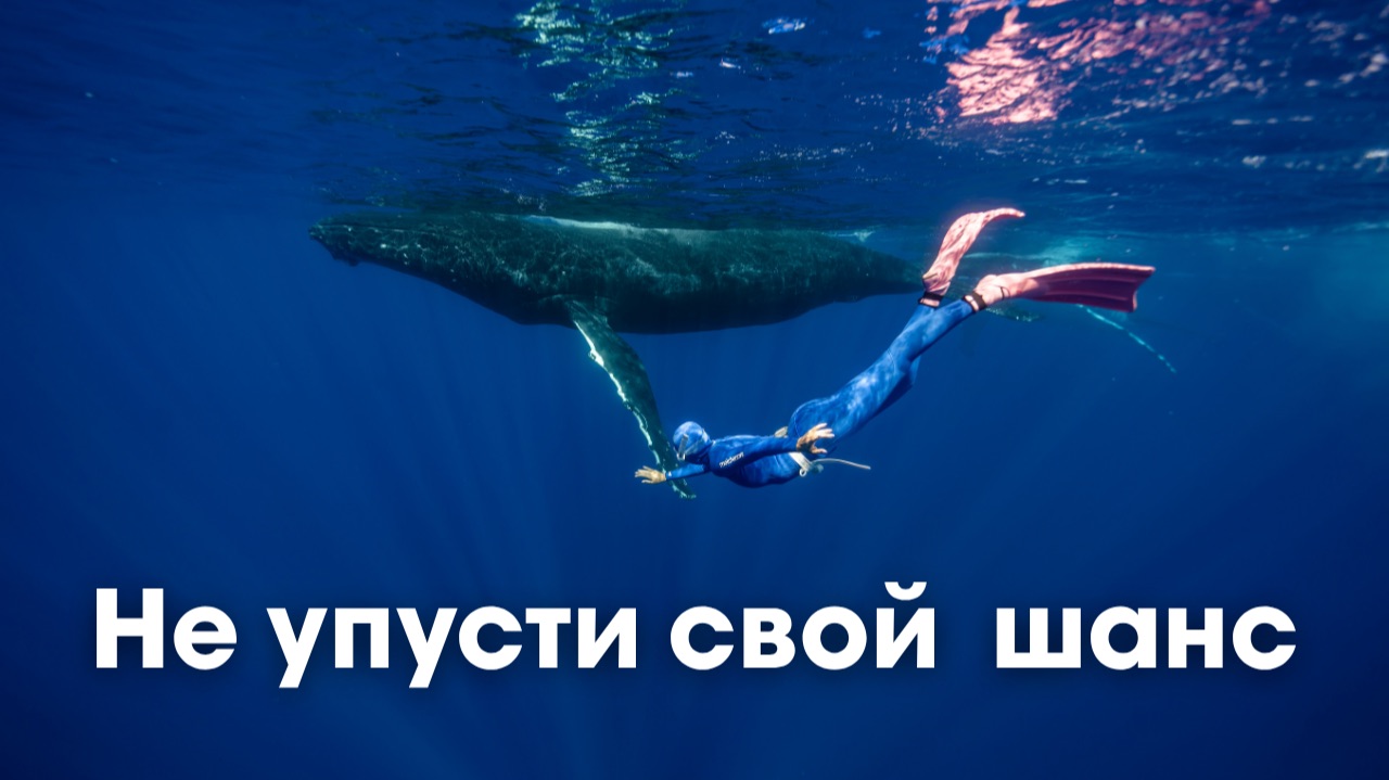 Ныряние с морскими животными