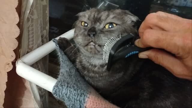 Котики