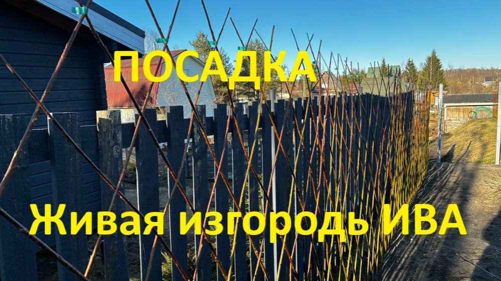 Плантация ивы ПАВИВА