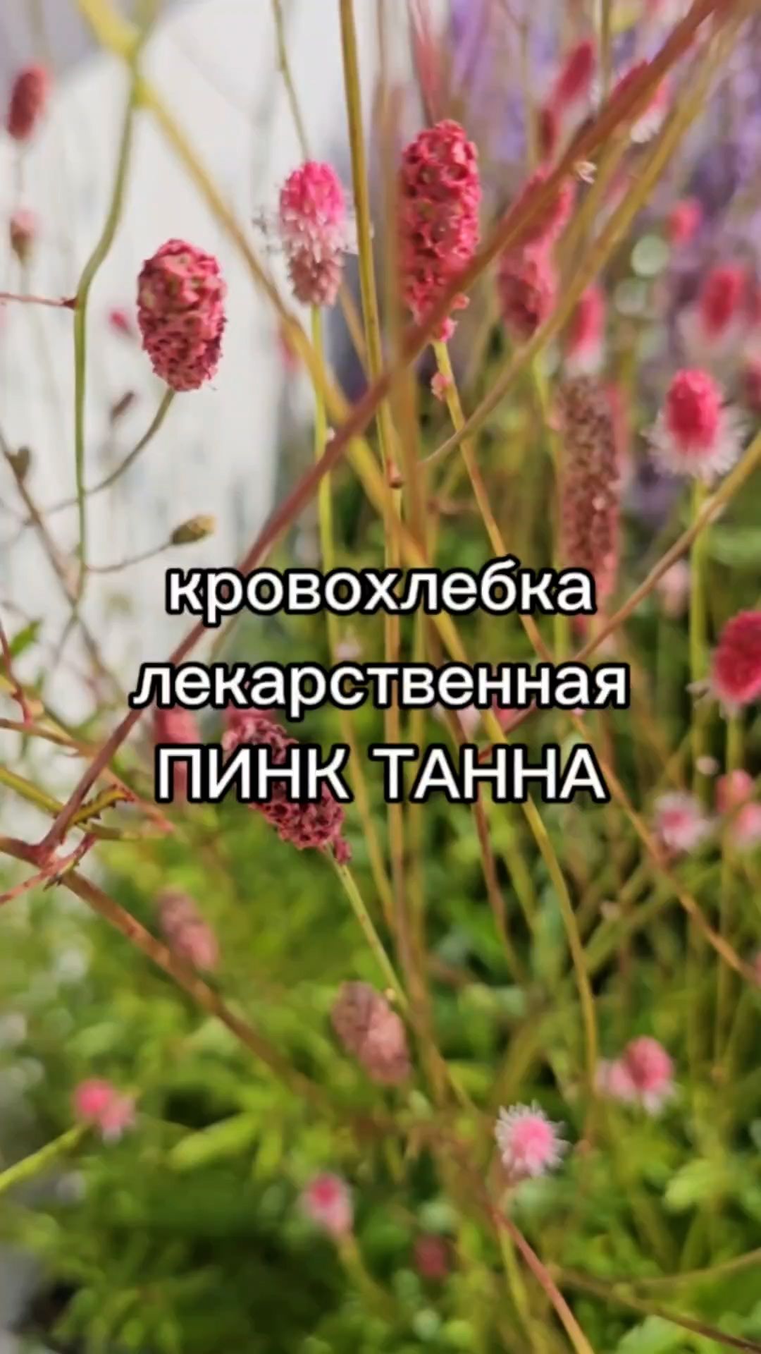 Выращивание цветов