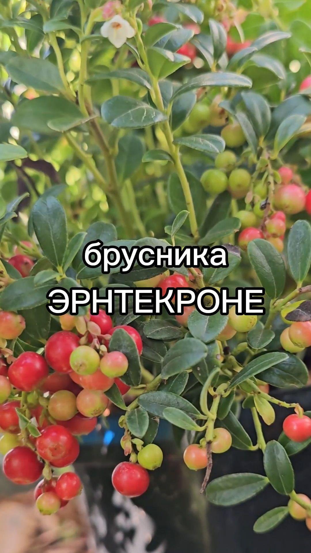 Плодовый сад. Выращивание, уход, обрезка