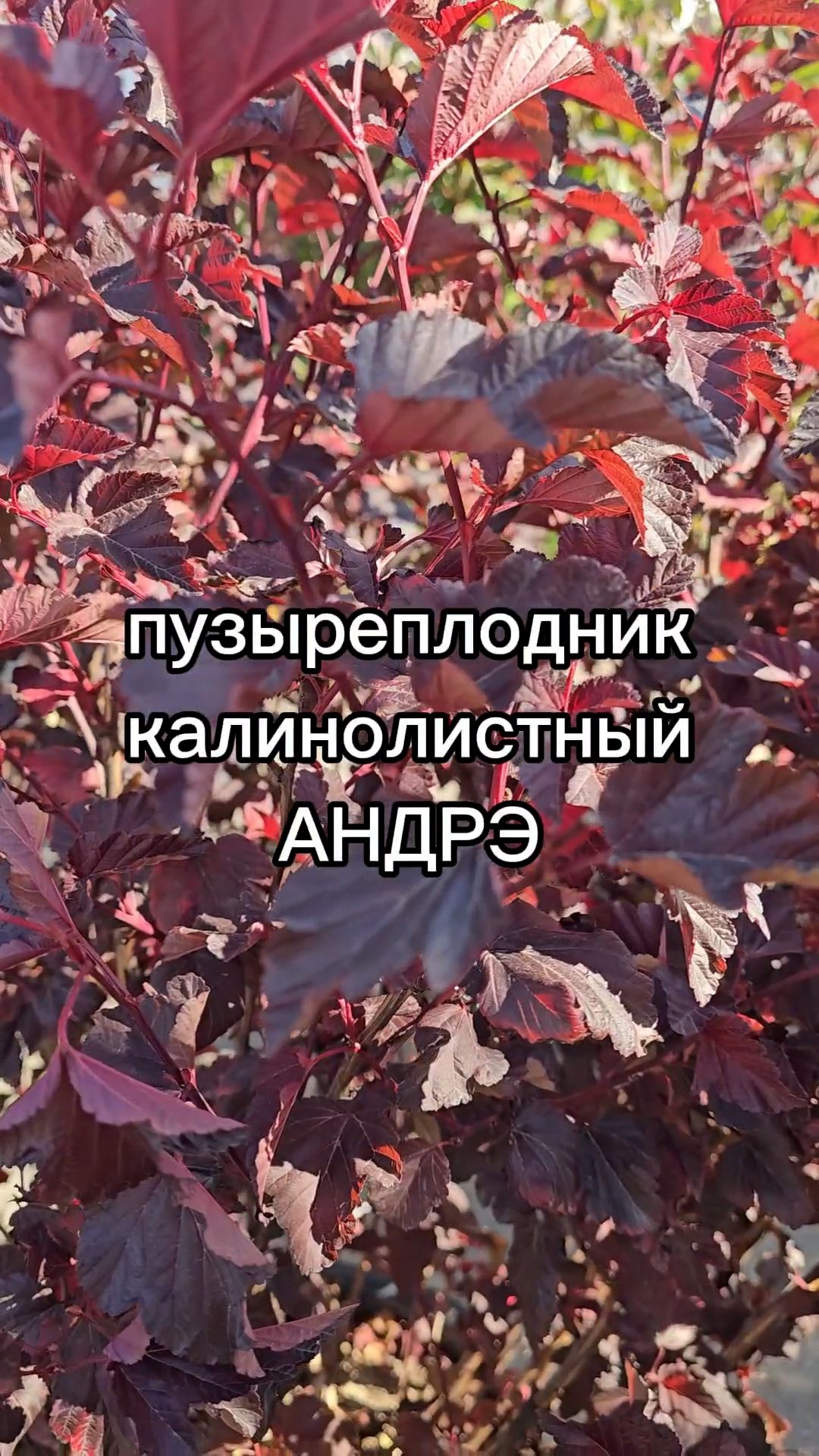 Кустарники. декоративные и плодовые деревья