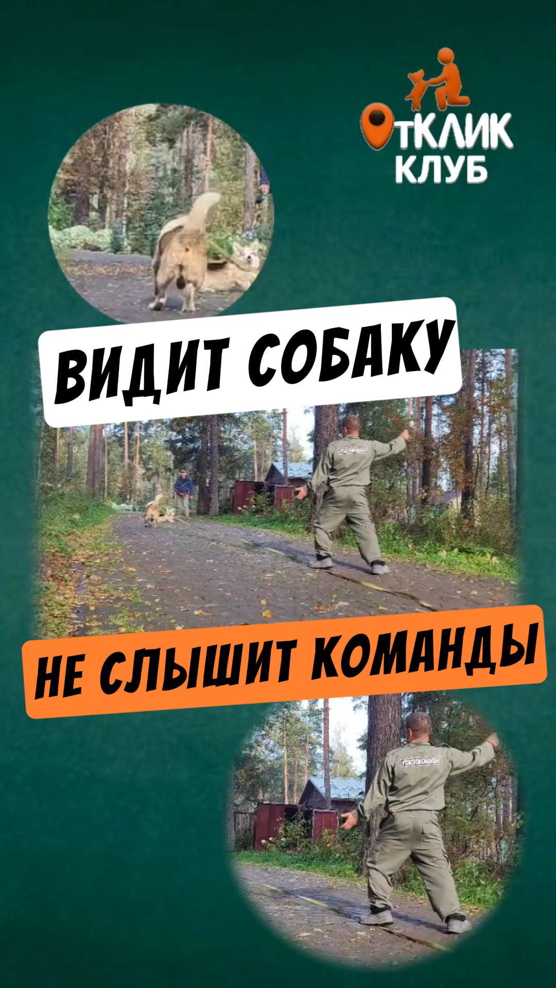 Практика кликер-обучения