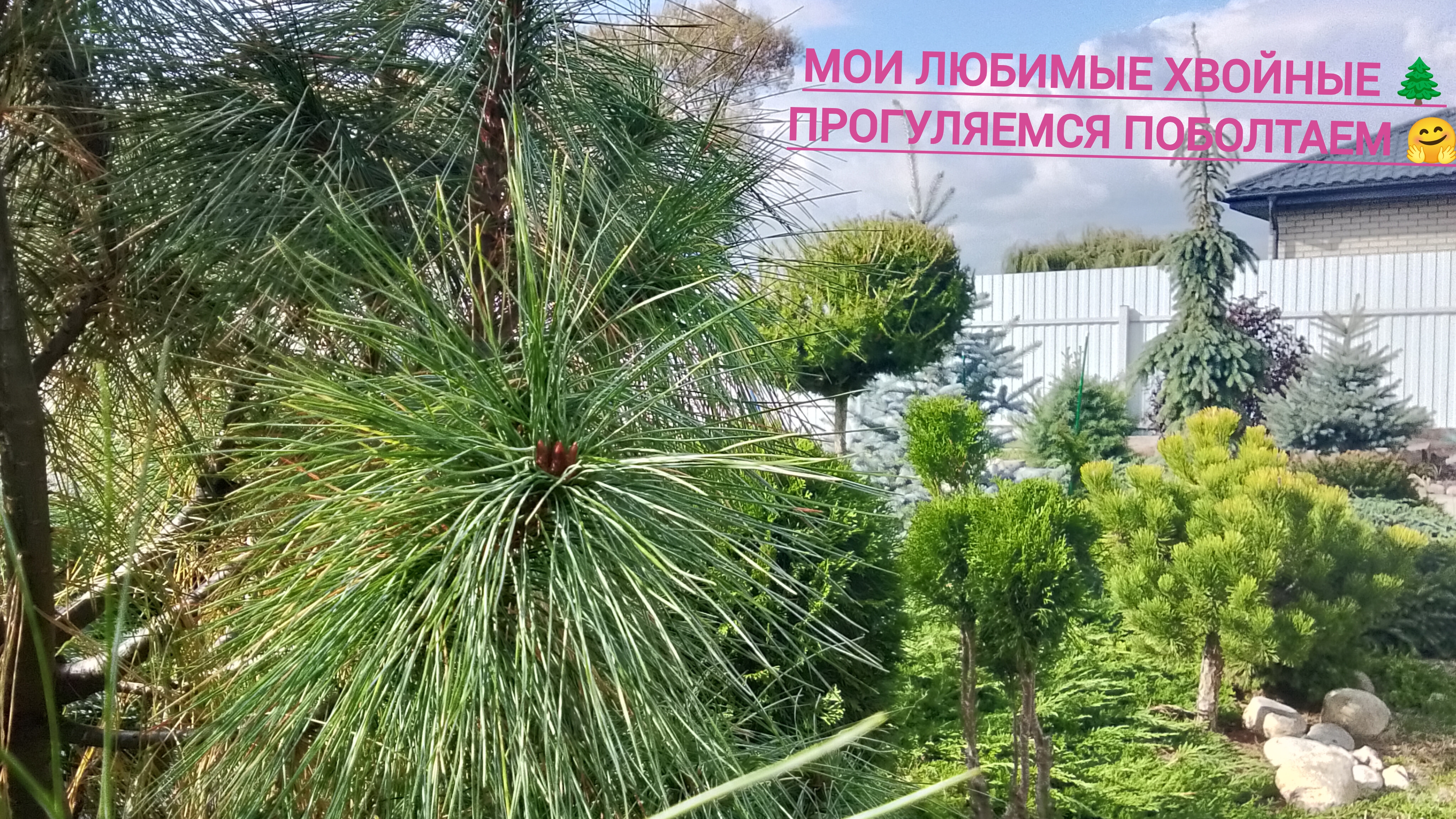 Прогулки по саду🌲🩷