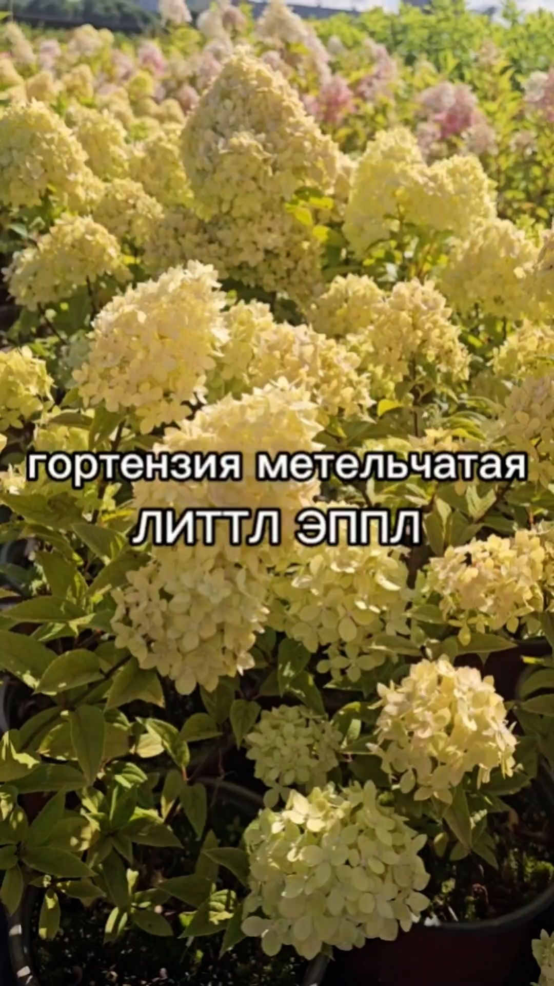 Гортензии
