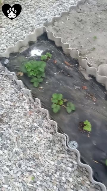 Бои и дурашливость