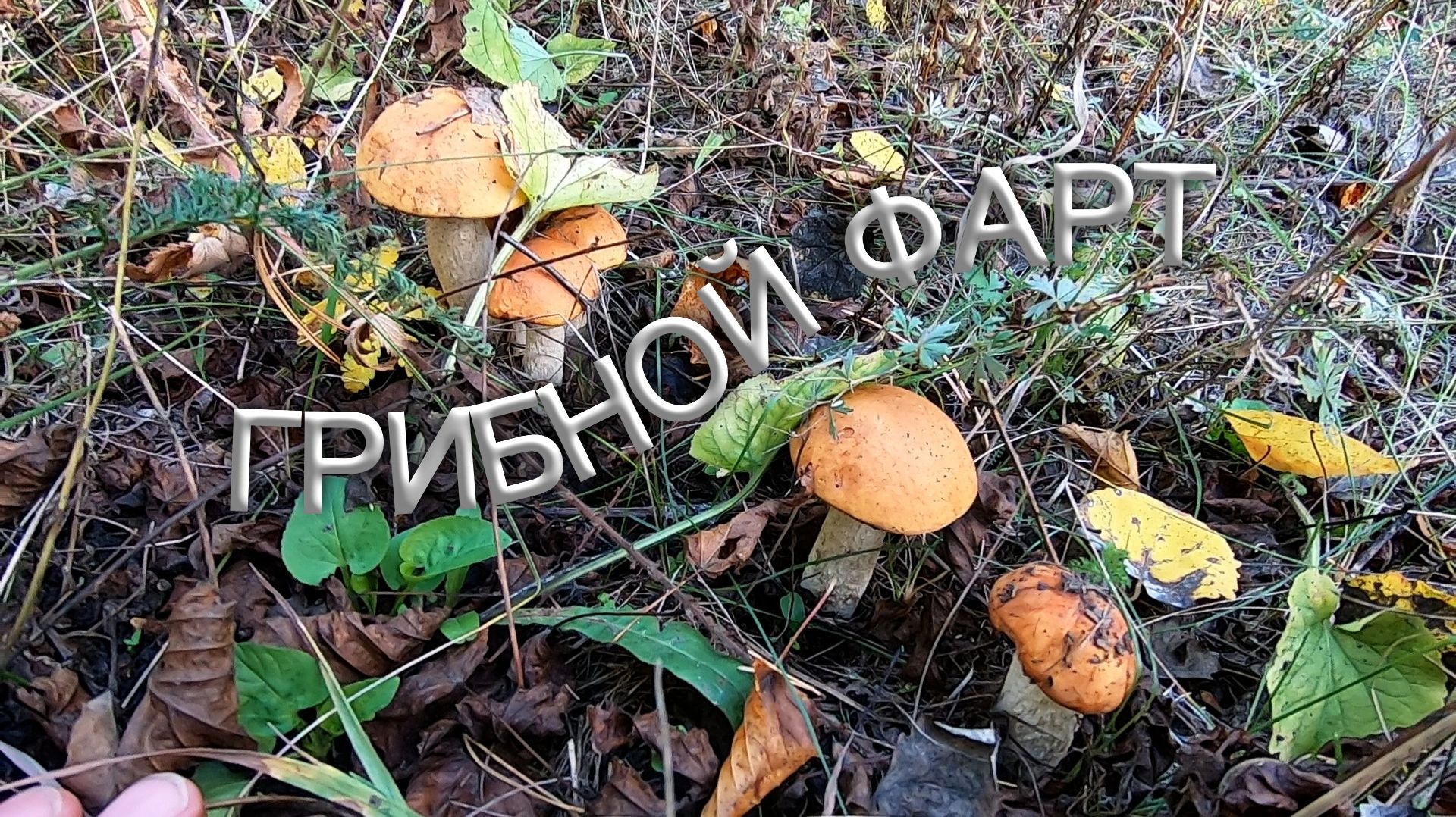 Грибалинг