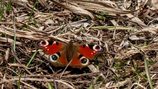 Природа Кемерово - Кузбасса