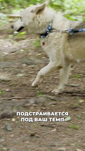 Ищут дом