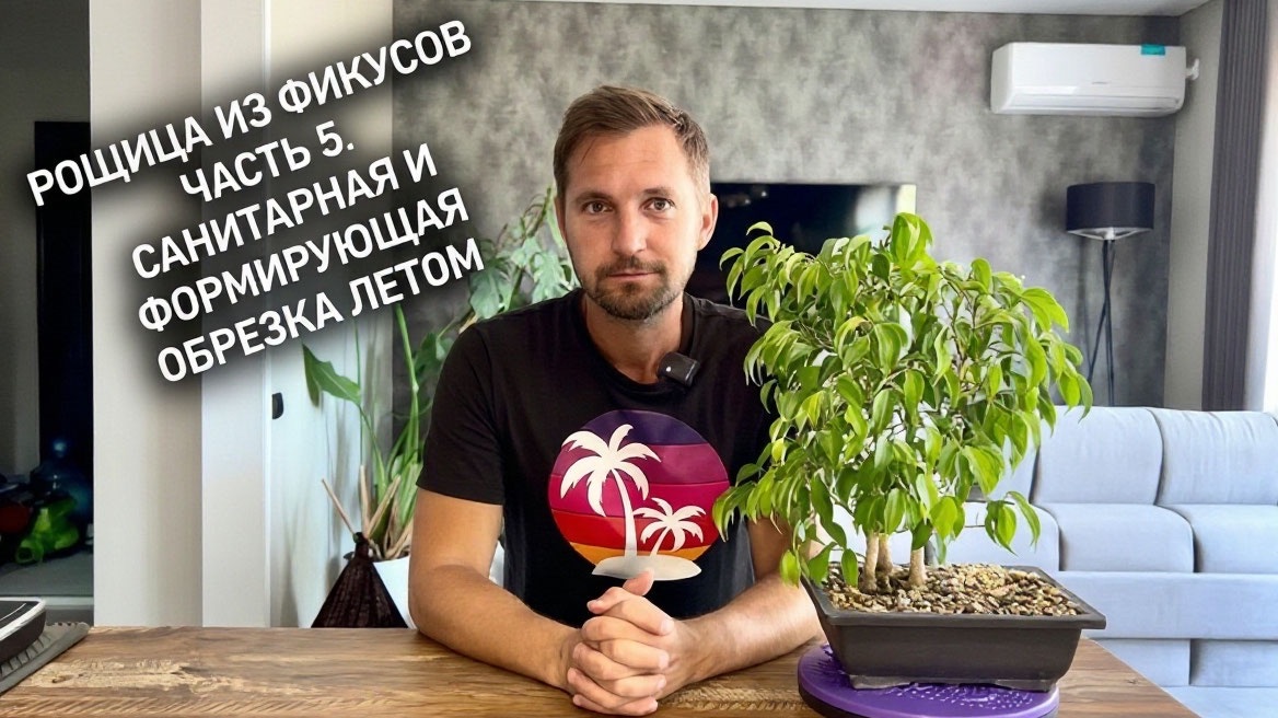 Рощица из фикусов