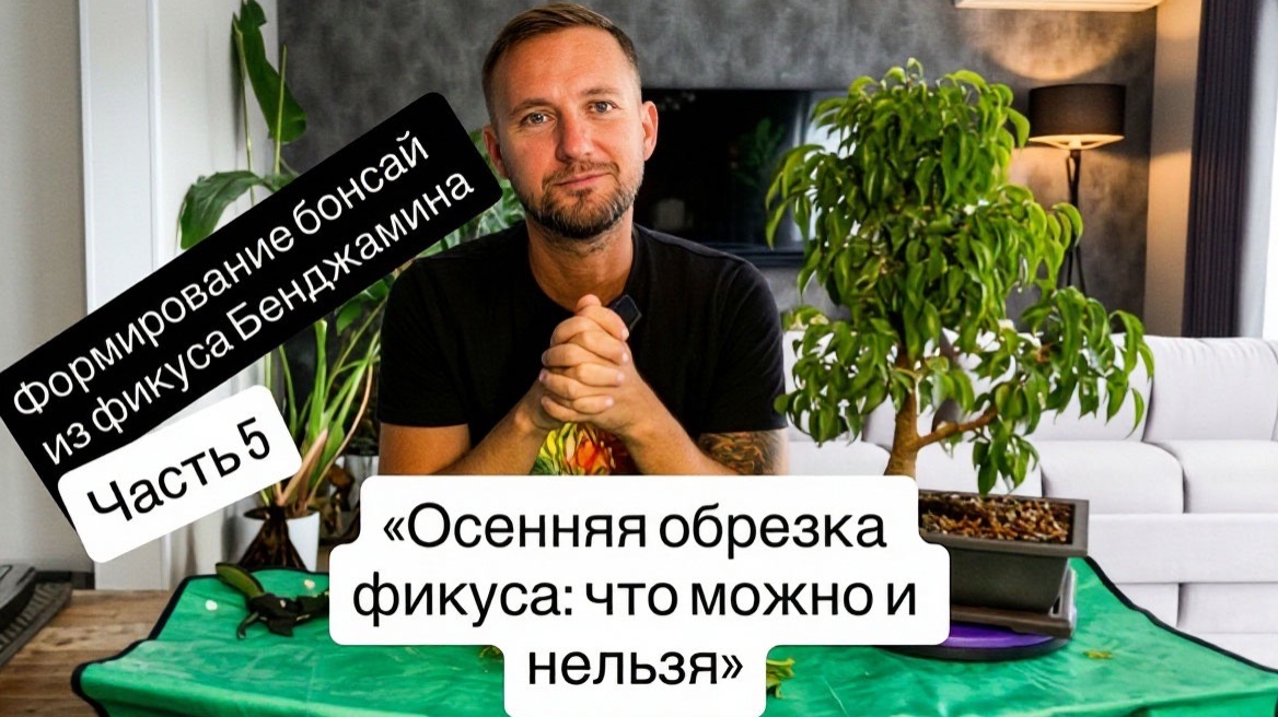 Формирование бонсай из фикуса