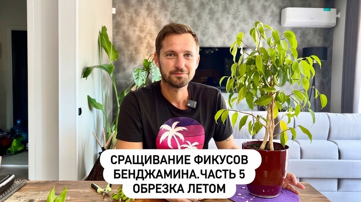 Сращивание фикусов