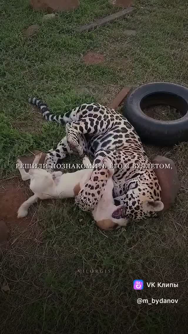 Шорты