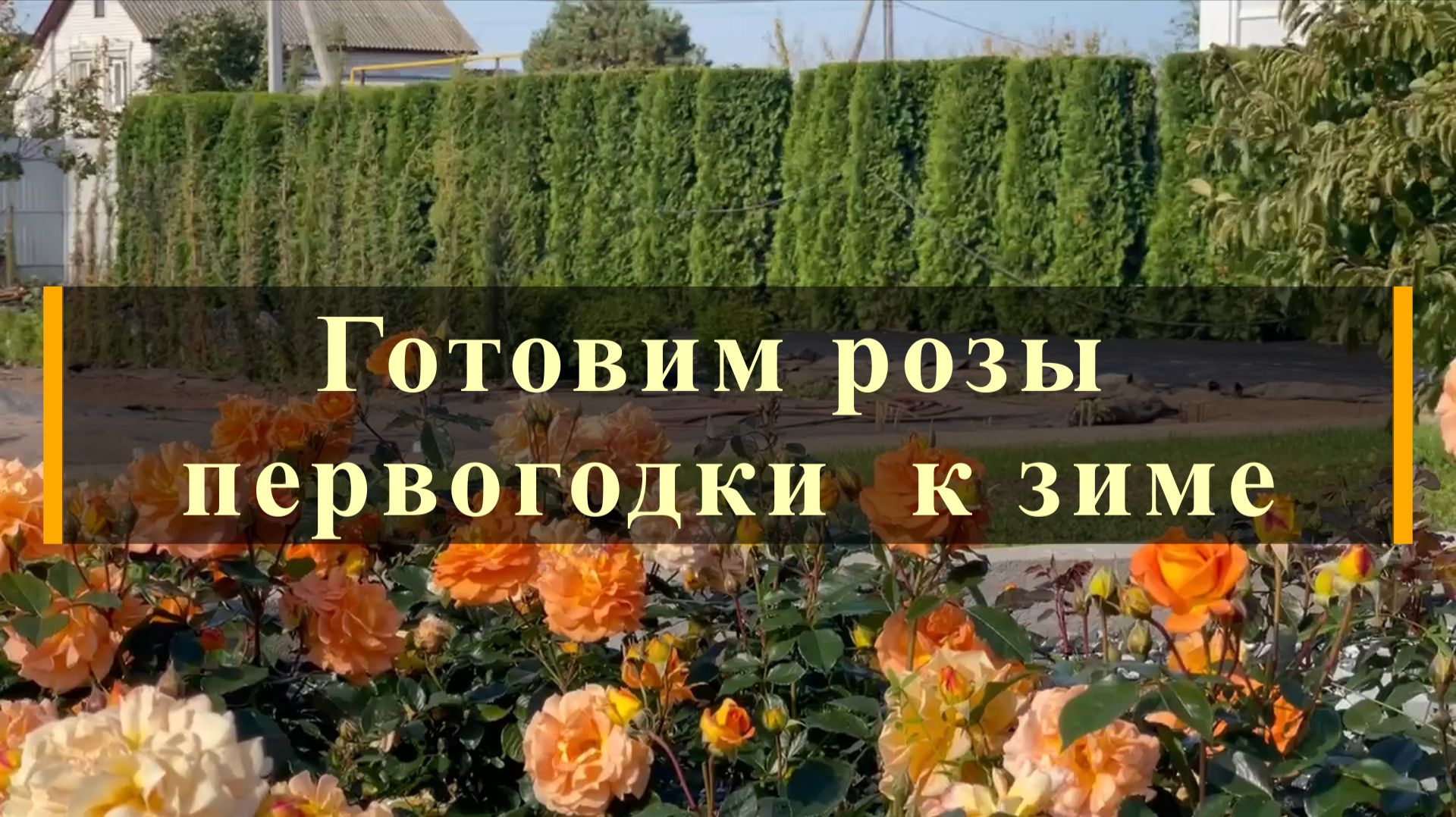 Подготовка роз к зиме