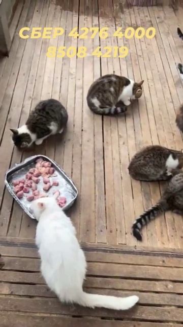 Наши кошки