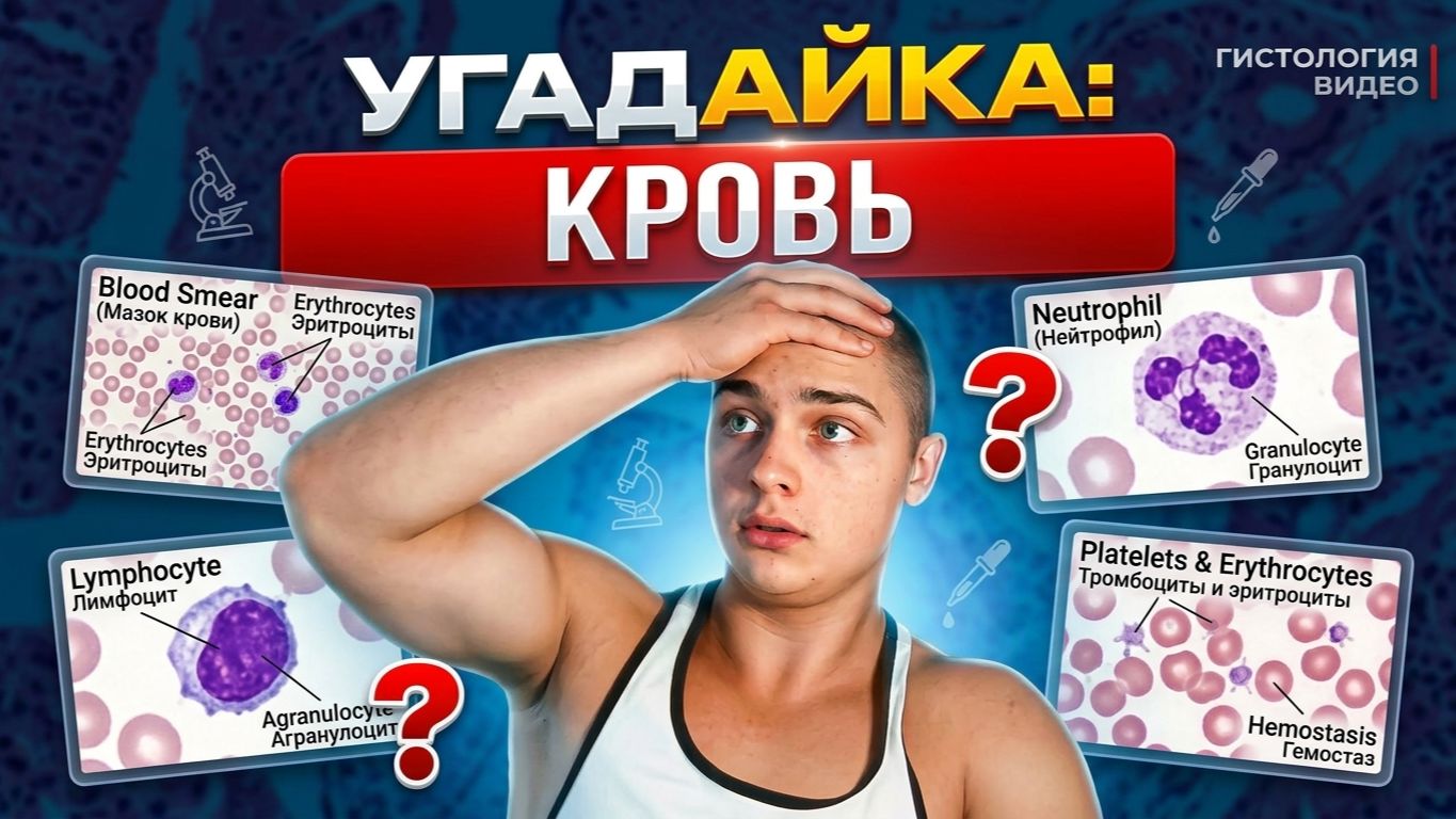 ГИСТОЛОГИЯ: УГАДАЙКА
