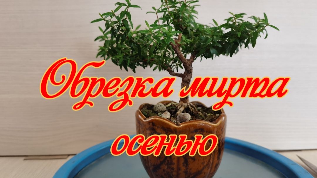 Бонсай Шахин.