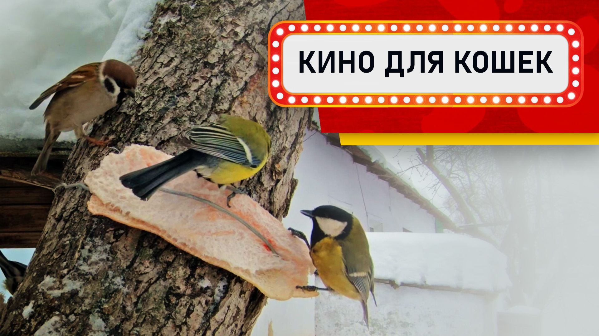 Видео для котов и кошек