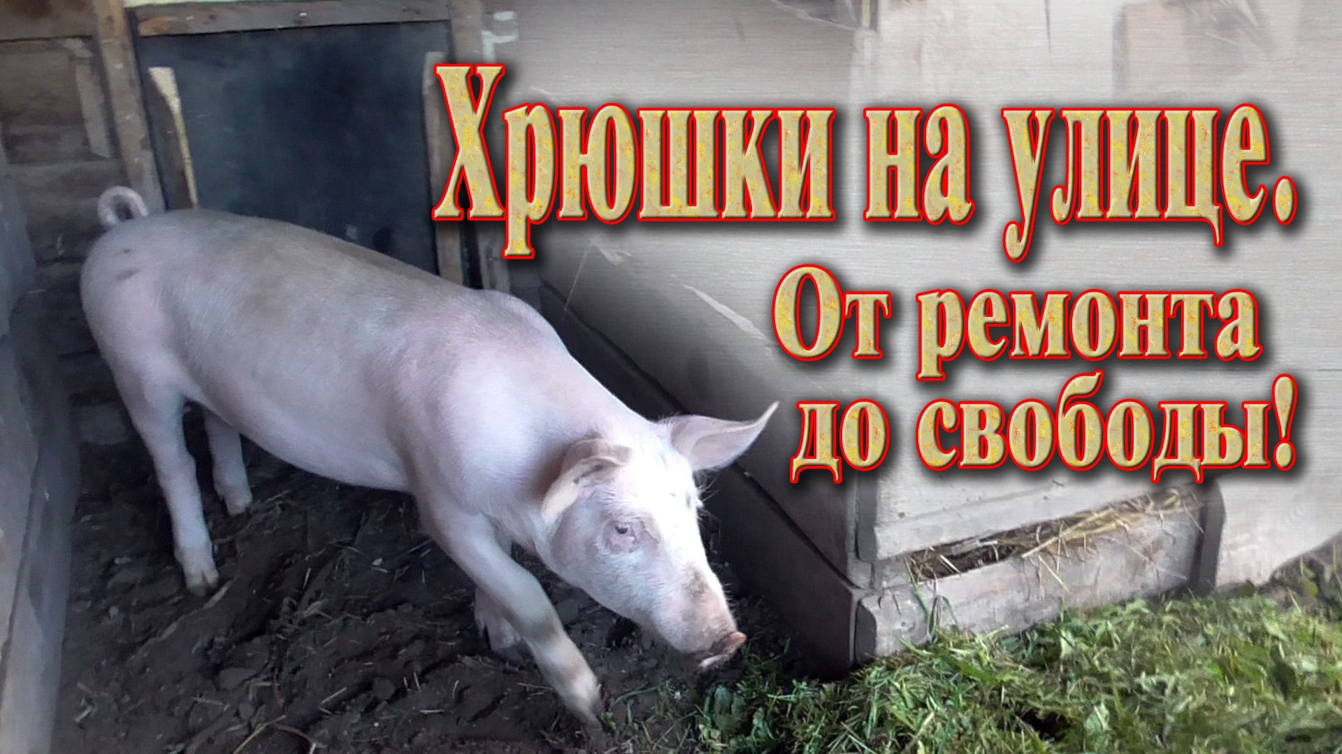 Содержание свиней в домашних условиях