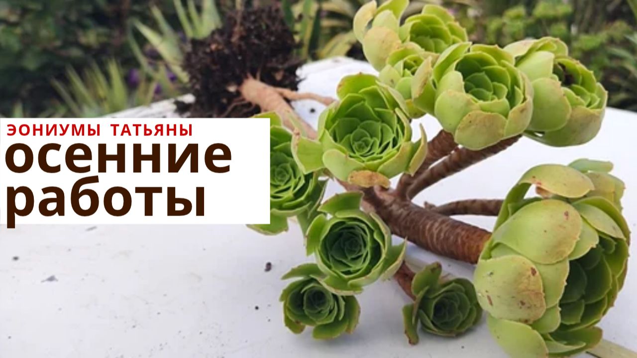 Сезон роста. Осень