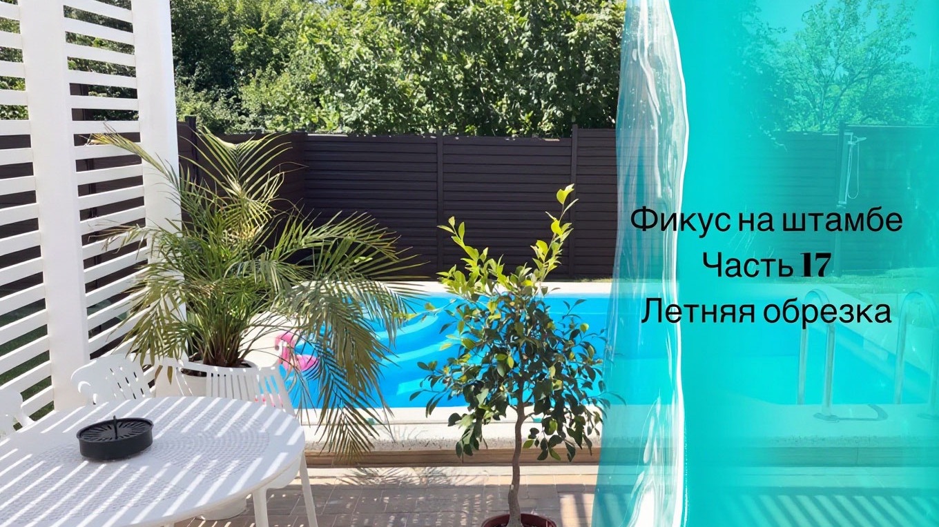 Фикус на штамбе