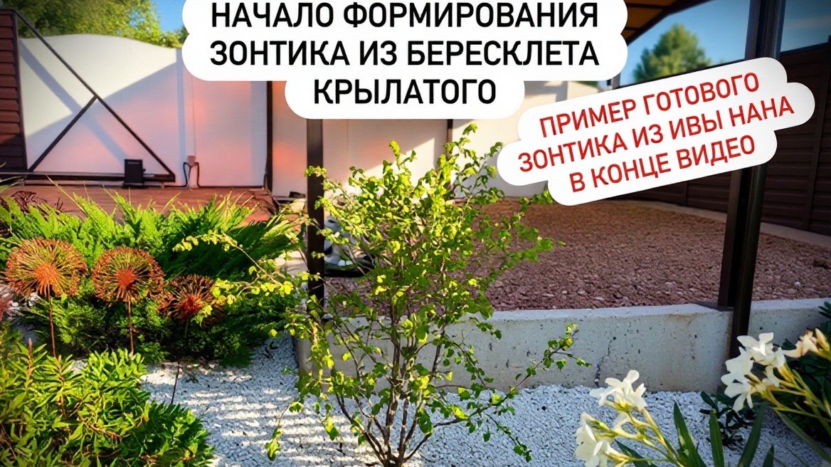 Формирование зонтиков из кустарников и деревьев